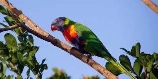 How to Train a Bird Not to Fly Away? Must Read - CuteParrots
